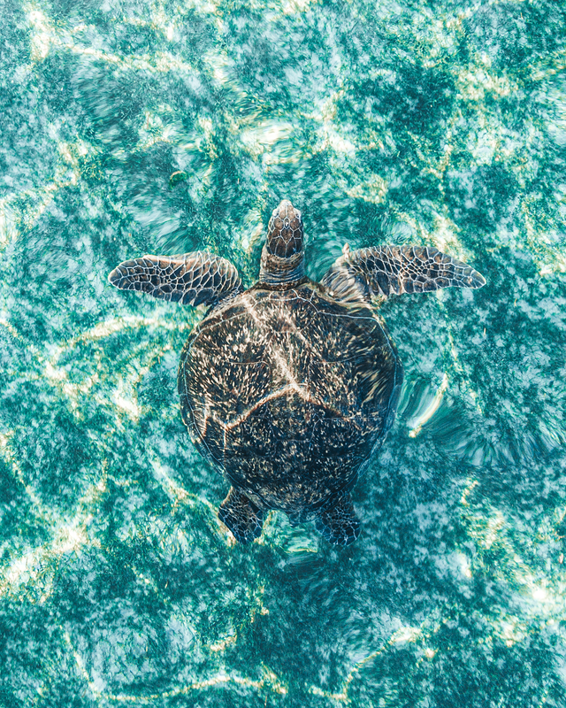 Amy Mercer Photography - Aerial & Underwater Photography